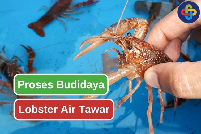 Pelajari Proses Budidaya Lobster Air Tawar